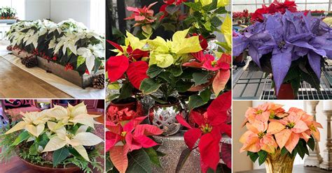32 Different Types Of Poinsettia Color Pictures