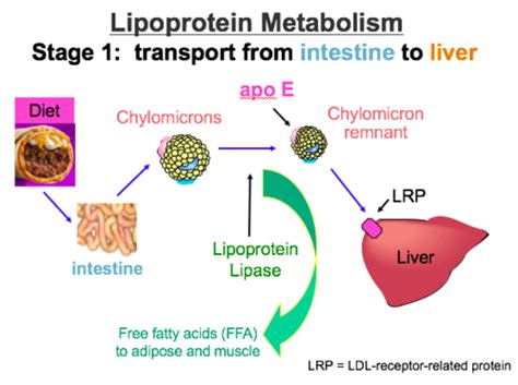 Lipid Lowering Drugs Flashcards Quizlet