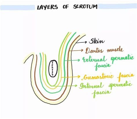 Layers Of Scrotum Medizzy