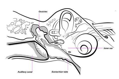 Outer Ear Diagram Labeled