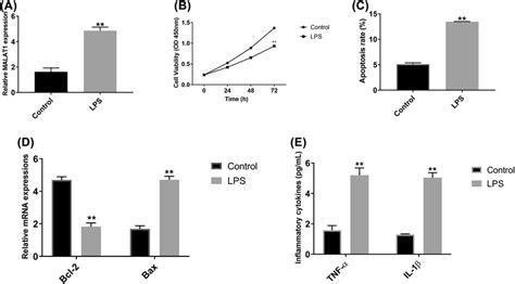 Long Non Coding Rna Metastasis Associated Lung Adenocarcinoma Download Scientific Diagram