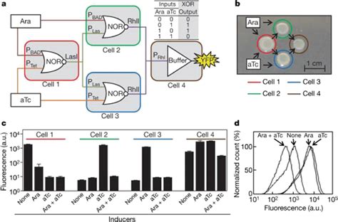 Construction Of An XOR Gate By Programming Communication Between Download Scientific Diagram
