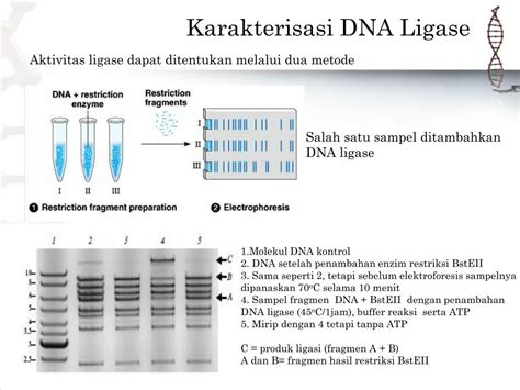 Ppt Klasifikasi Mekanisme Dan Aplikasi Enzim Dna Ligase Powerpoint