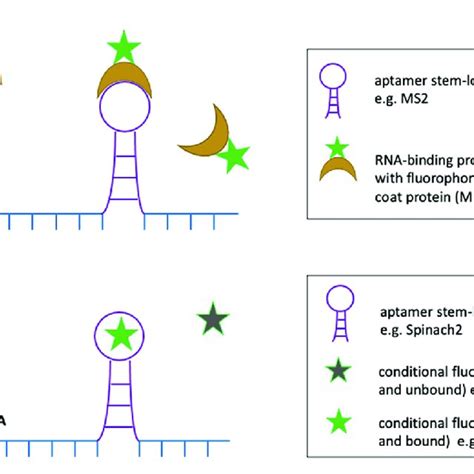 Schematic Representation Of Aptamer Systems For The Detection Of Mrna Download Scientific