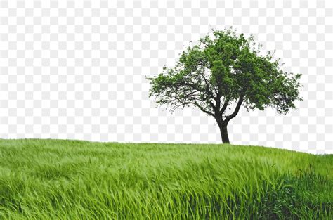 Lone Tree Png Border Grass Free PNG Rawpixel