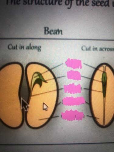 Angiosperm Lab Practical 1 Flashcards Quizlet