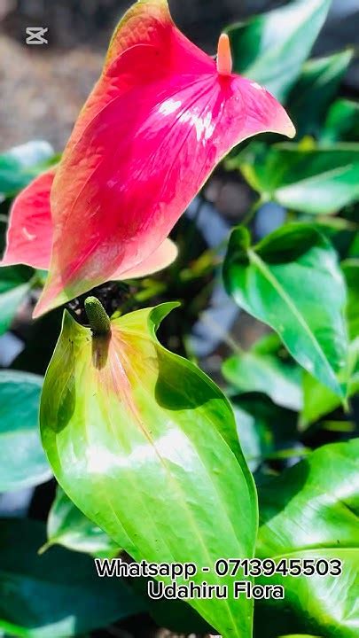 🦋ඇන්තූරියම් වගාවක් පොඩි ගානක් ආයෝජනය කරලා පටන් ගන්න අවස්තාවක් අතේ තියෙන ගානට පැල හොයන ඔයාට