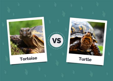 Terrapin Vs Turtle Differences Comparison With Pictures Hepper Pet Resources