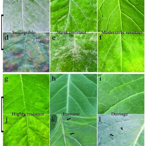 Phenotypic Differences In The Leaves Of The Different Plant Accessions Download Scientific