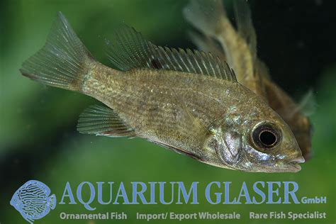 Ptychochromis Insolitus Aquarium Glaser Gmbh