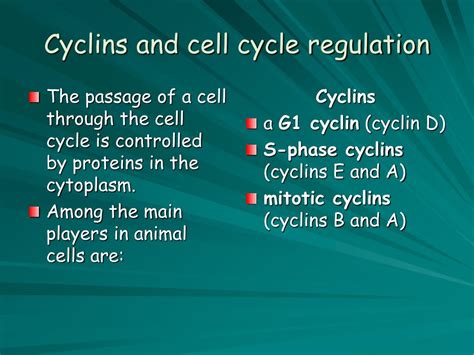 PPT Cell Cycle PowerPoint Presentation Free Download ID