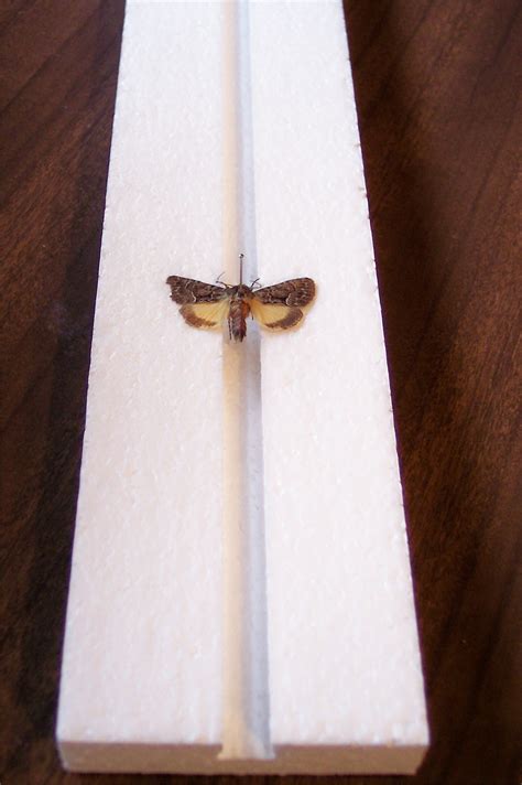 Setting Board Type 2 World Of Butterflies And Moths