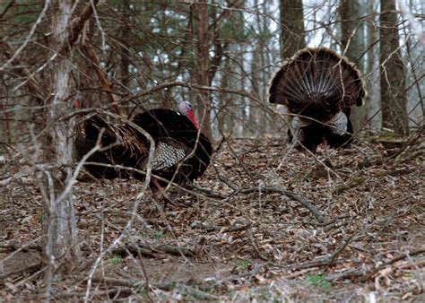 Public Domain Picture Wild Turkeys In Van Buren County Iowa Id