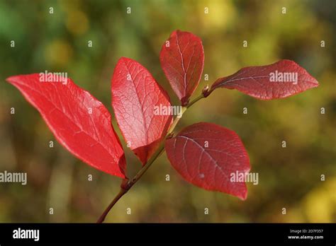 Red Colored Autumn Leaves Of The Northern Highbush Blueberry Vaccinium