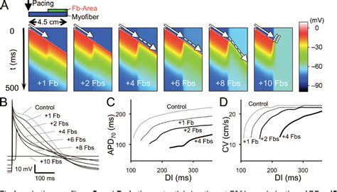 Figure 1 From The Role Of Fibroblasts In Complex Fractionated Electrograms During Persistent