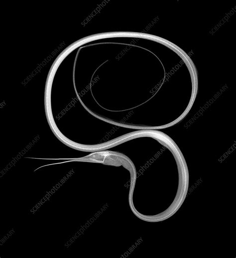 Slender Snipe Eel X Ray Stock Image C0263215 Science Photo Library