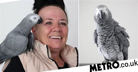 Parrot Cant Stop Telling Owner To F Off In Northern Accent