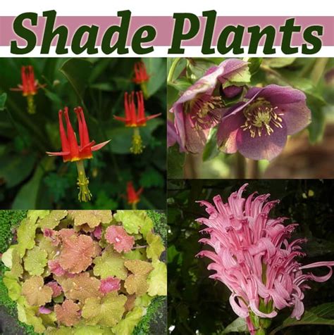 Shade Plants Green Thumb Nursery