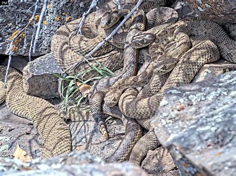 4 Surprising Facts About That Viral Colorado Rattlesnake Mega Den 5280