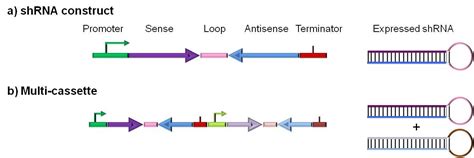 Rna Interference Rnai Mediated Gene Silencing In Plants Lifeasible