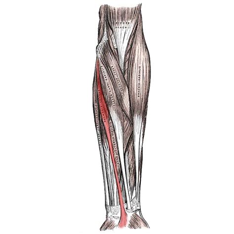 Flexor Pollicis Longus Anatomy Origin Insertion Action The