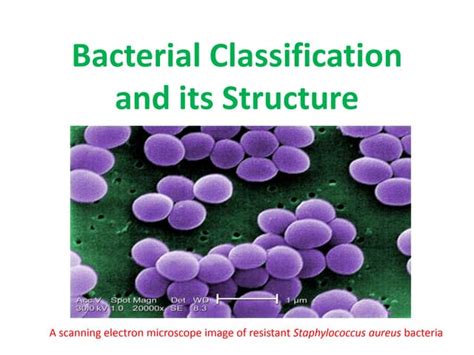 Classification Of Bacteria Based On Temperature Ph And Oxygen Reqiurement Doc Pdf Pdf