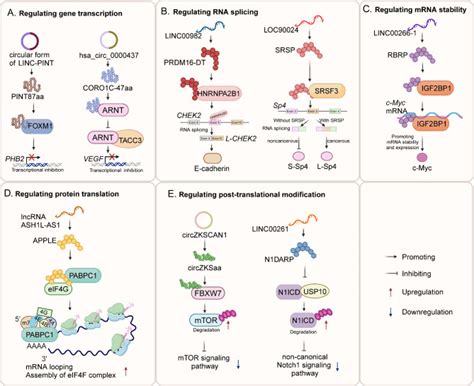 Small Open Reading Frame Encoded Microproteins In Cancer Identification Biological Functions