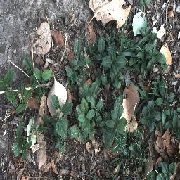 Weed And Crop Detection Object Detection Dataset And Pre Trained Model By Savaliya Smit