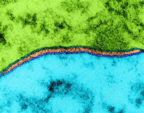 Cell Membrane Tem Stock Image C0319727 Science Photo Library