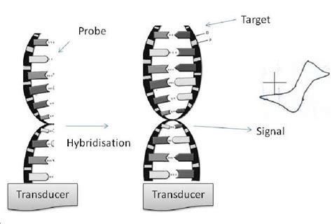2 Electrochemical Dna Biosensor Download Scientific Diagram