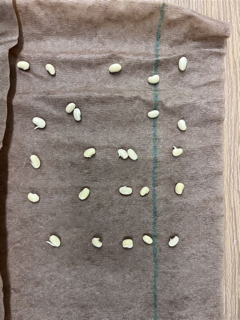 seed germination object detection dataset by zhang lab projects