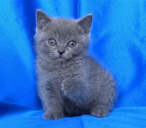 Британска късокосместа котка Breeding Cattery