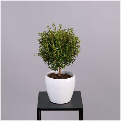 10 комнатных растений привлекающих в дом любовь Mydecor