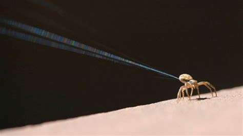 เมื่อแมงมุมล่วงหล่นมาจากท้องฟ้า Ballooning Spider