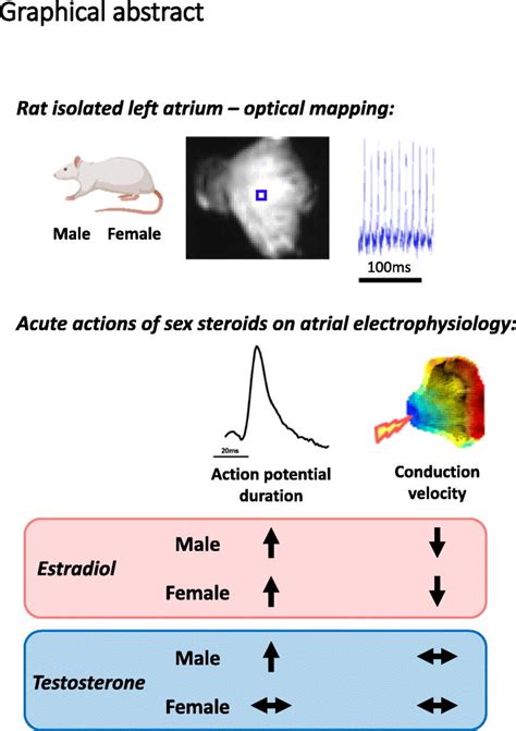 Male And Female Atria Exhibit Distinct Acute Electrophysiological Responses To Sex Steroids Pmc