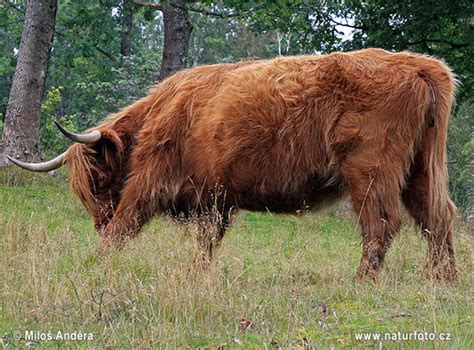 Bos Primigenius F Taurus Pictures Highland Cattle Images Nature