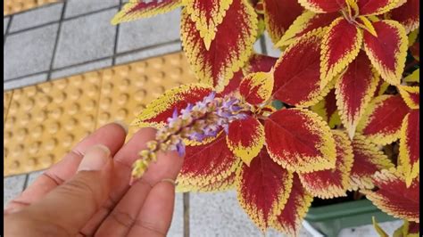 콜레우스 이것은 꽃인가 잎인가 Coleus Is this a flower Is it a leaf 안스리움