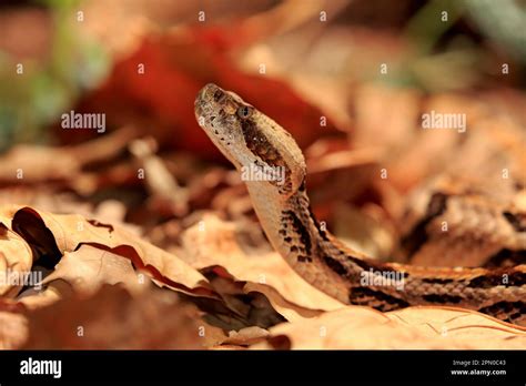 Timber Rattlesnake Crotalus Horridus Adult North America Usa Stock