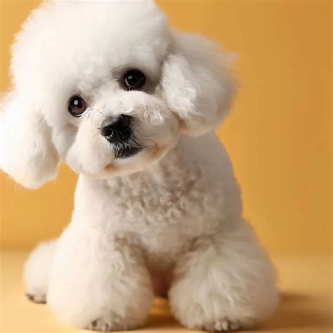 De Ce Tremură Câinele Bichon Wuf Ro