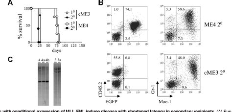 Figure 1 From Acute Myeloid Leukemia Induced By Mll Enl Is Cured By