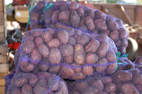 Картофель оптом Купить картофель оптом Беларусь Минск Беларусь Картофель