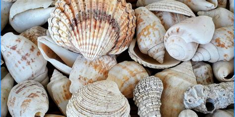 Seashell Identification Guide Swfl Shells