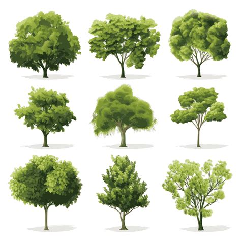 Premium Vector Vector Trees Collection Set