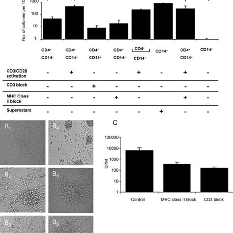 Schematic Overview Of Cd4 ϩ T Cell Activation Via Cd3 Tcr Mhc Class Ii Download Scientific