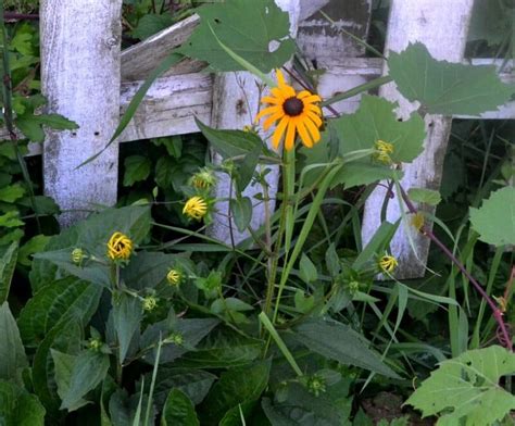 Are Black Eyed Susans Edible Learn Benefits And Side Effects