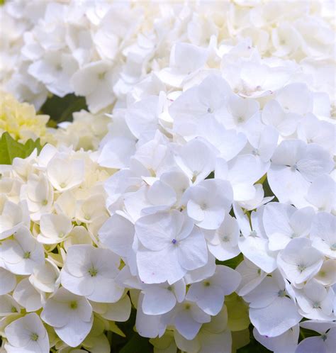 Hydrangea Macrophylla Immaculata Hortensia Boule à Fleurs Blanches