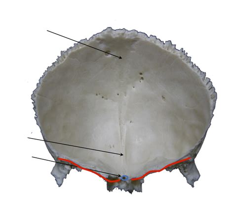 Frontal Bone Internal Surface Diagram Quizlet