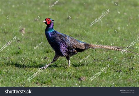 Beautiful Tenebrosus Mutant Cock Pheasant Phasianus Stock Photo 1686599230 Shutterstock