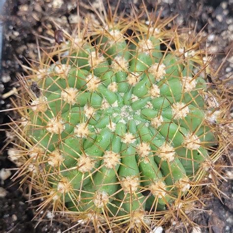 Trichocereus Grandiflorus Hybrid Torch Cactus Desertscapesucculent