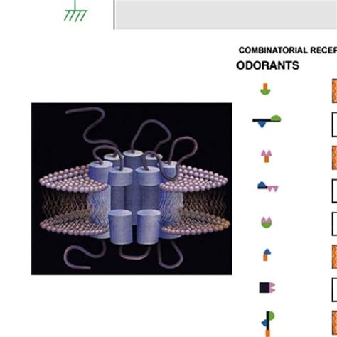 Principle Of In Vitro Odorant Detection And Identification A Schematic